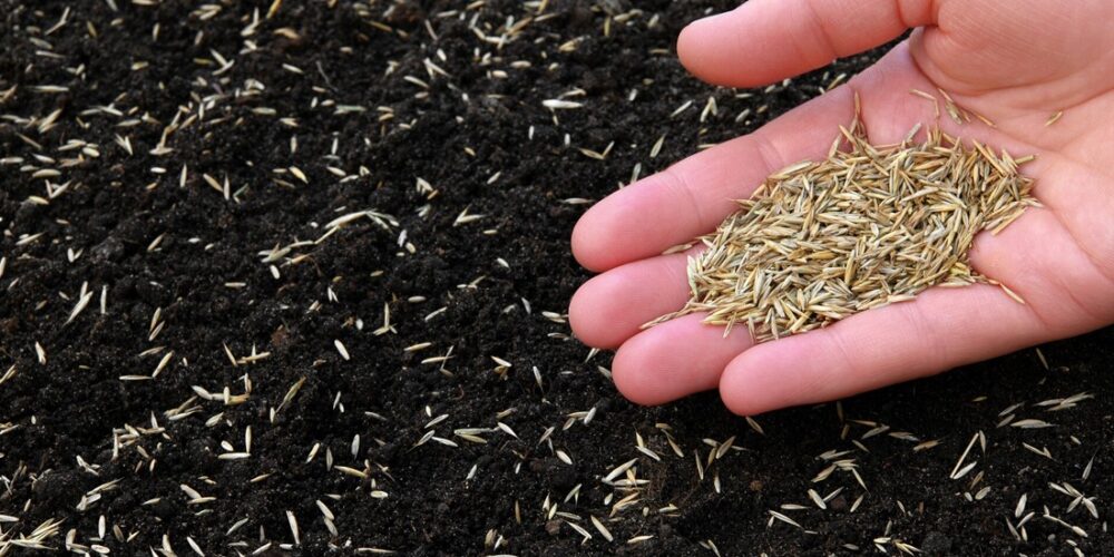 Seeding - PureGreen Organic Lawncare Edinburgh