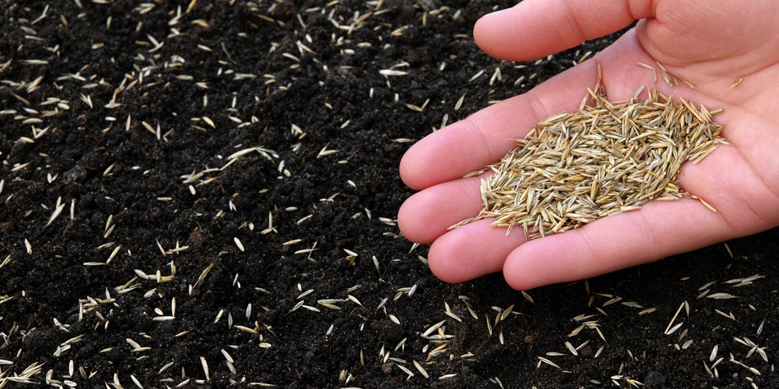 Seeding - PureGreen Organic Lawncare Edinburgh